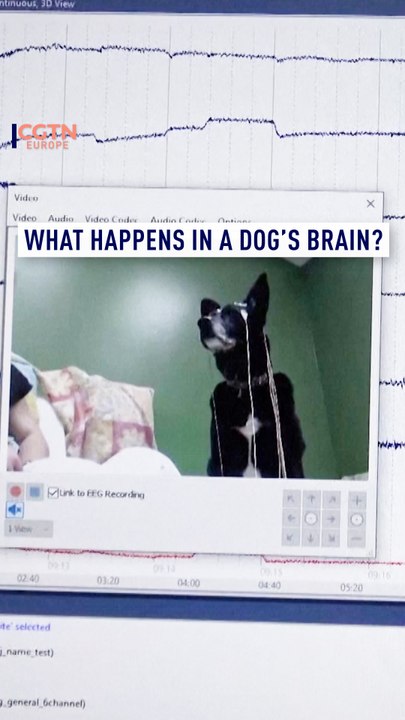 What happens in a dog’s brain? - video Dailymotion