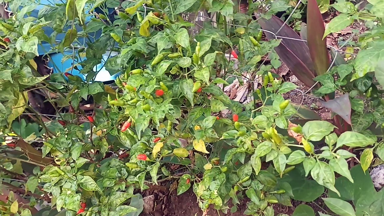 puno ng sili - video Dailymotion