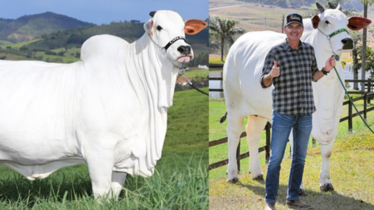 World Most Expensive Cow: Brazil Nelore Breed Cow Viatina 19 Sold For ...