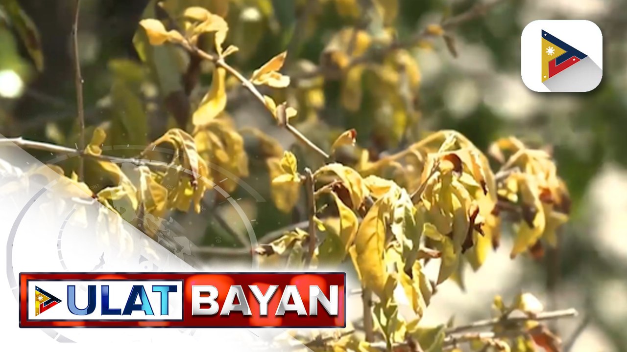 Mga halaman sa ilang pasyalan sa Cebu City, apektado ng matinding init ...