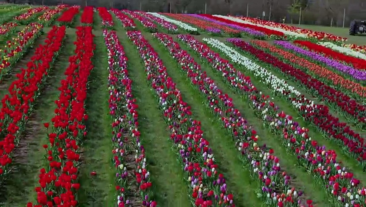 West Sussex tulip fields prove a spring sight to behold - video Dailymotion