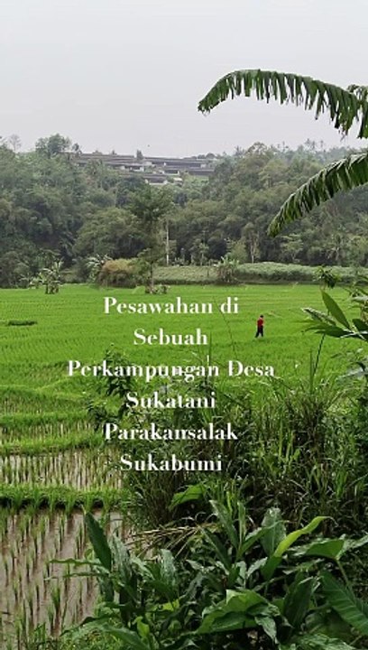 PESAWAHAN DI DESA SUKATANI PARAKANSALAK SUKABUMI - Video Dailymotion