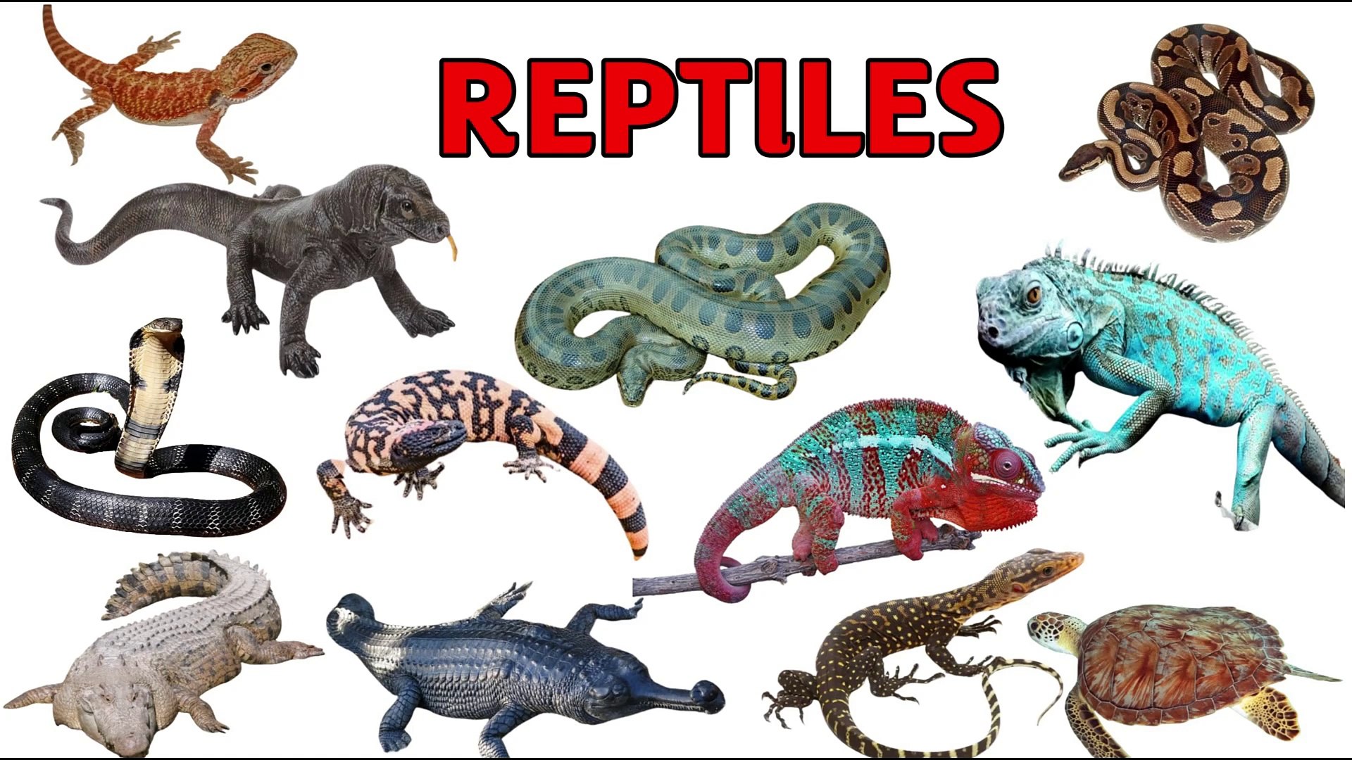 Reptiles Pictures With Names Names Of Reptiles In English With
