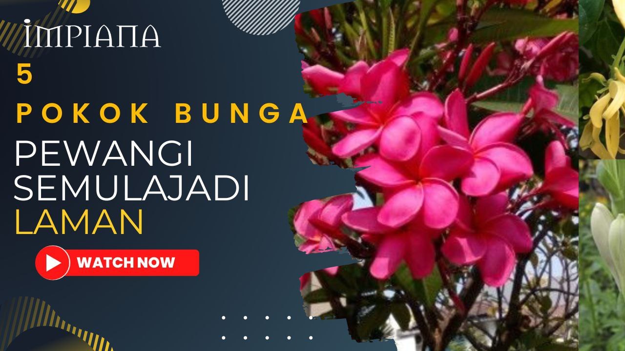 5 Pokok Bunga Pewangi Semulajadi Laman - Video Dailymotion