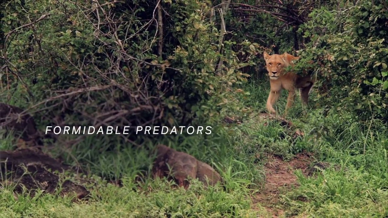Predator V Prey - Trailer - Vídeo Dailymotion