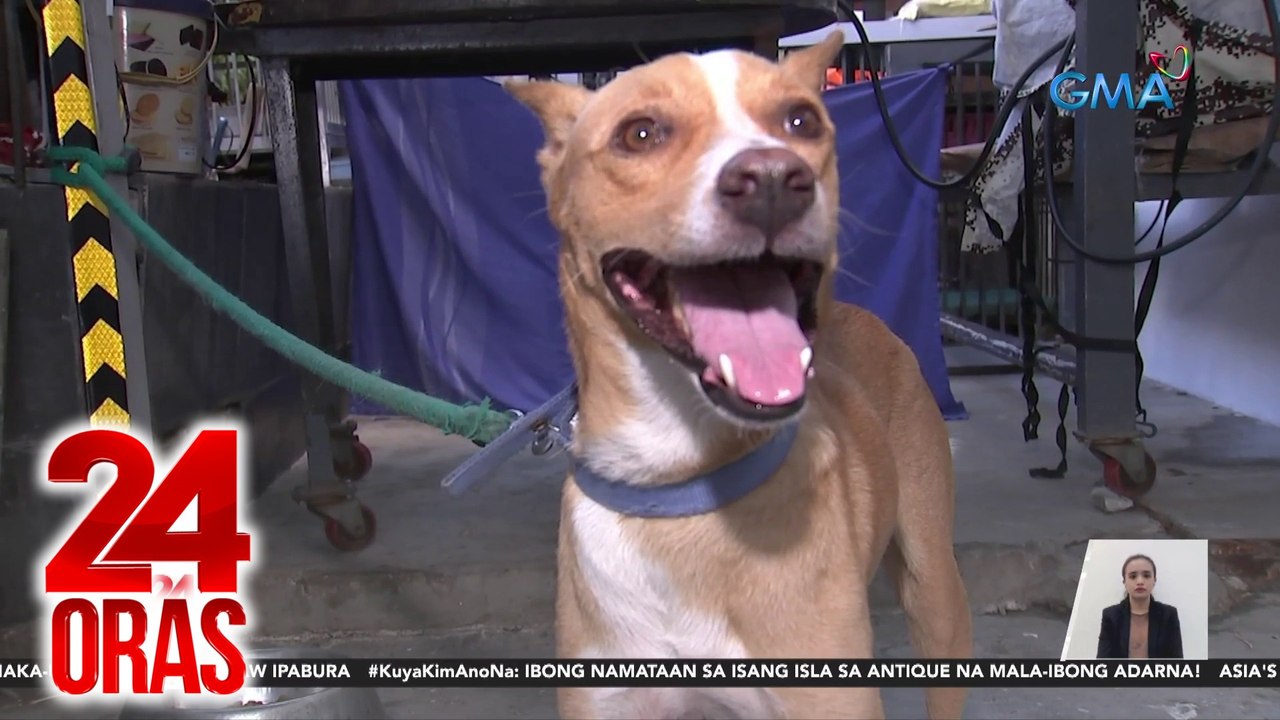 Paws o talampakan ng aso, nalapnos sa init; PAWS: mas may tsansang ma ...