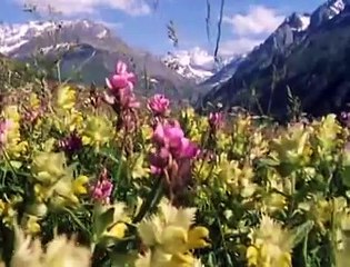 The Private Life of Plants(BBC David Attenborough) by Documentary Hub ...