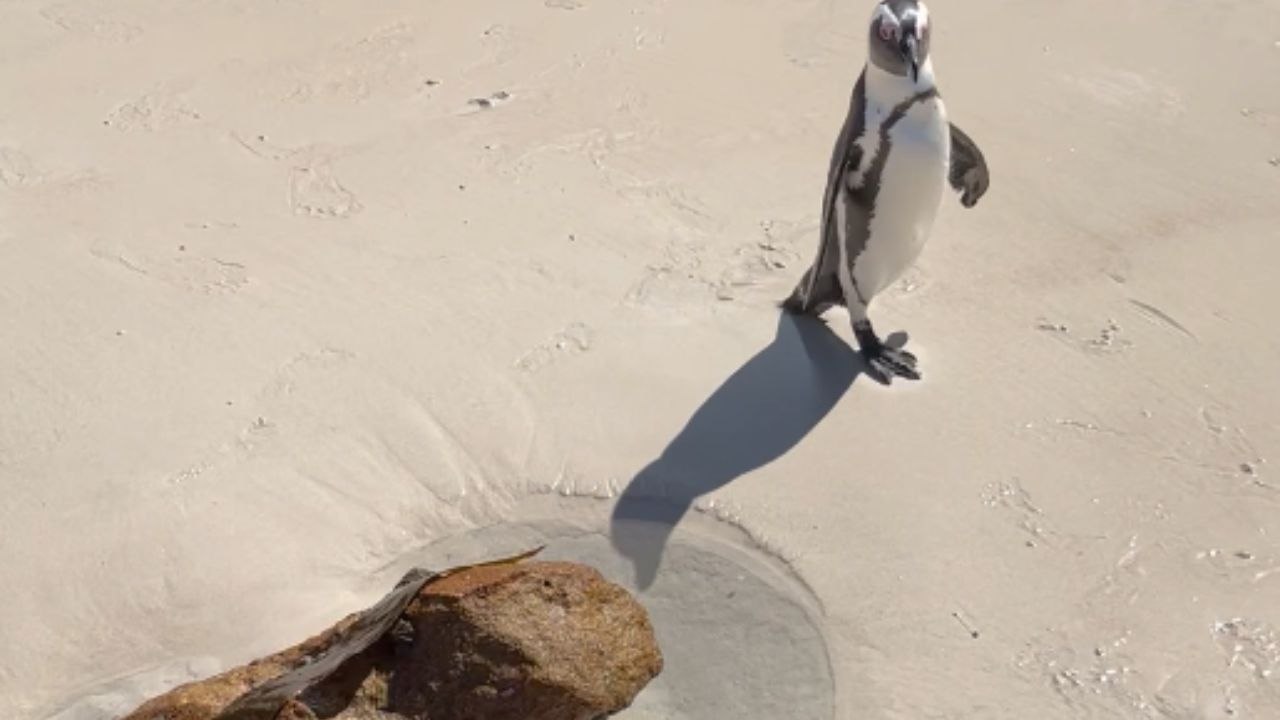 Toddler's laughter echoes as the penguin plays hide and seek with him ...