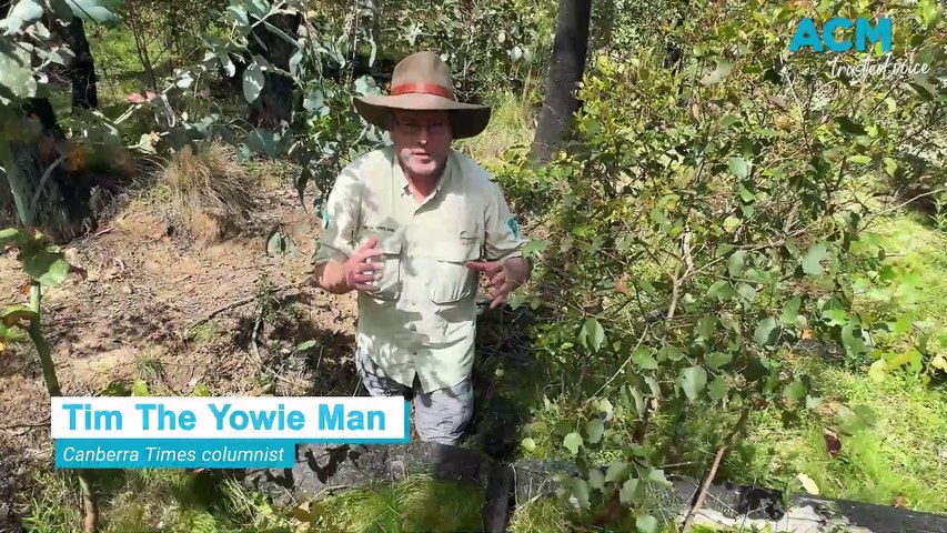 Tim The Yowie Man finds remains of WW2 fort near Cathcart tank traps ...