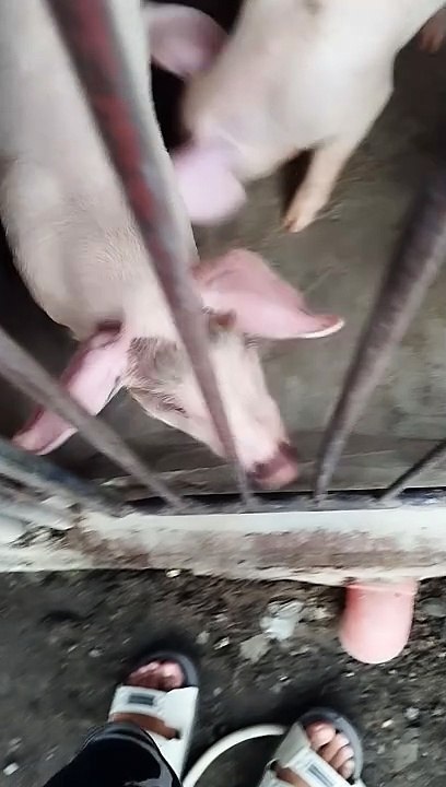 Cleaning the pigs den - video Dailymotion