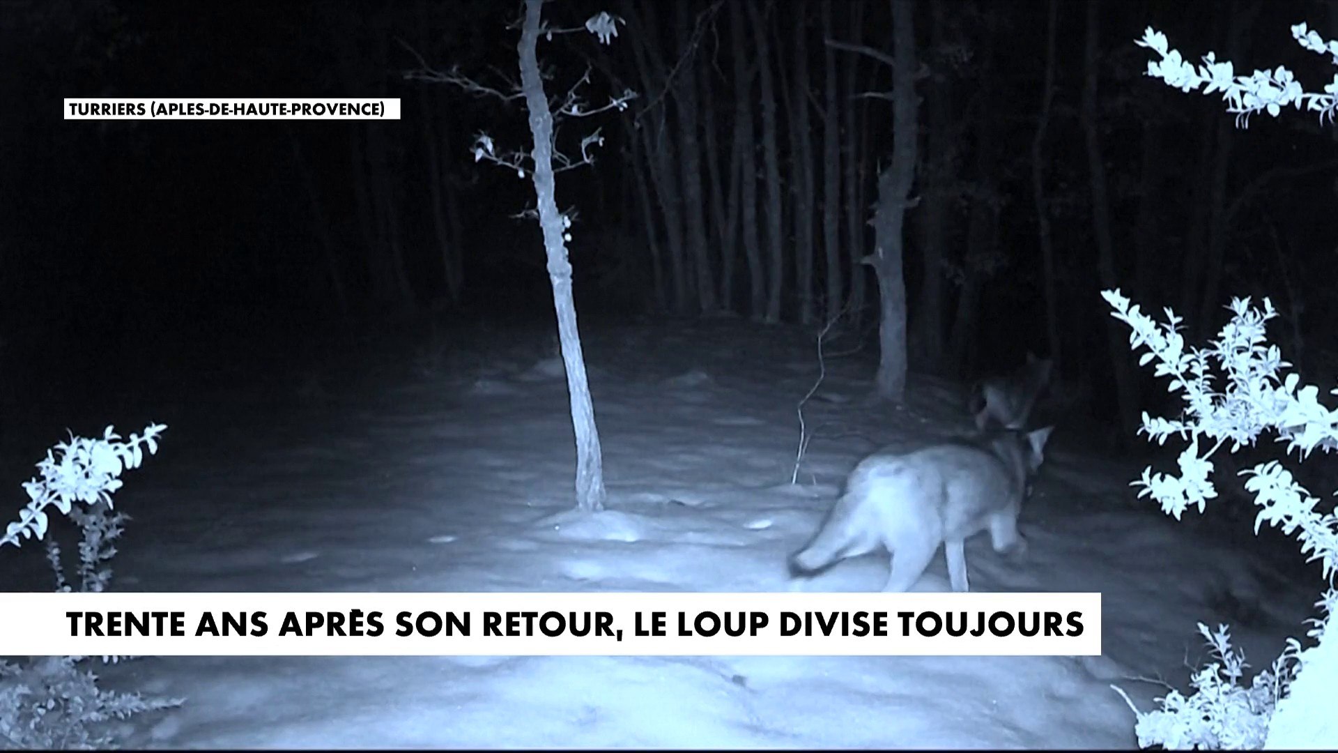 Le Courage Du Loup Contre La Folie Du Loup La Véritable Histoire De