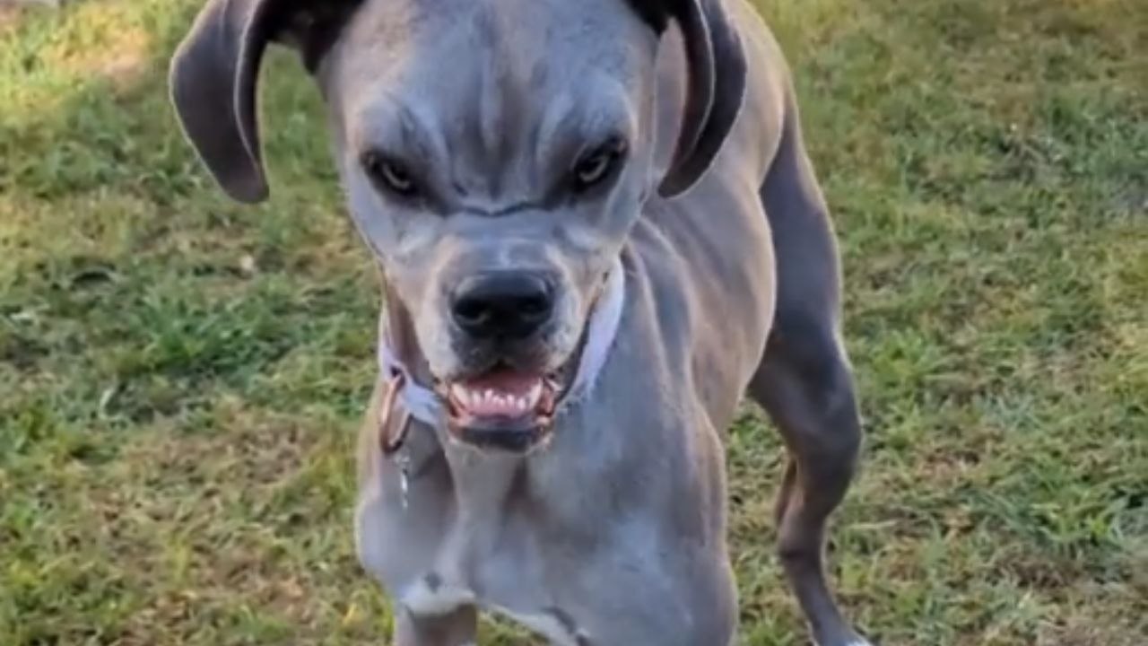 Angry dog filter turns a Great Dane into a misunderstood monster ...