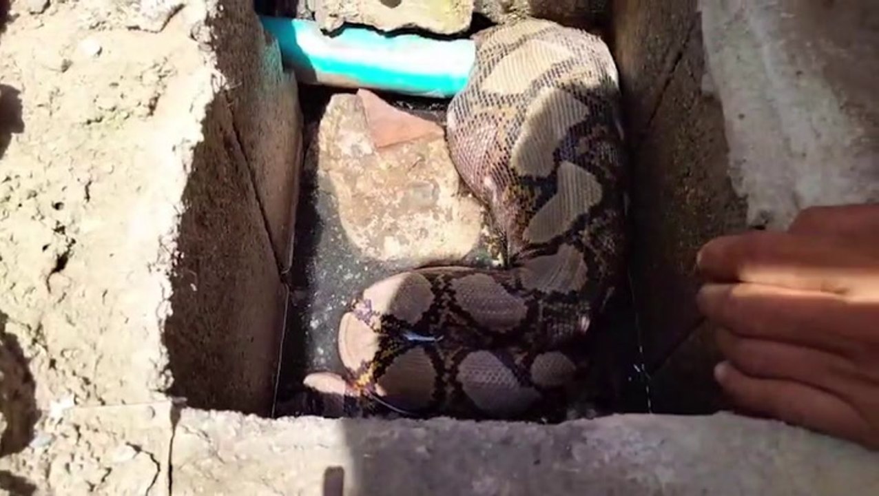 Watch: 13ft python that ate cat before clogging water pipe removed by ...