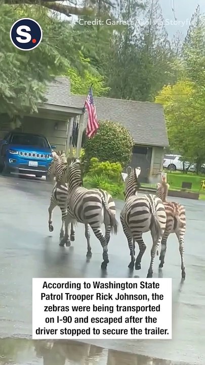 Zebras Run Wild in Washington State - video Dailymotion
