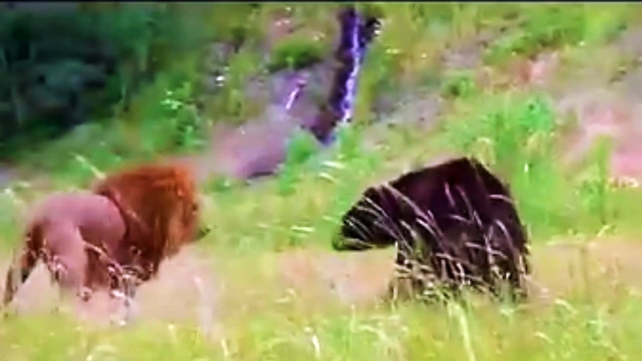 Lion vs bear - Video Dailymotion