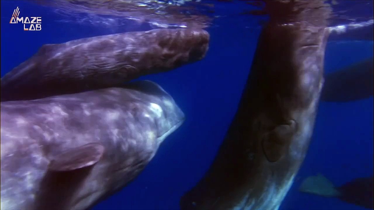 Scientists Discover Sperm Whale Clicking Is Actually Sophisticated ...