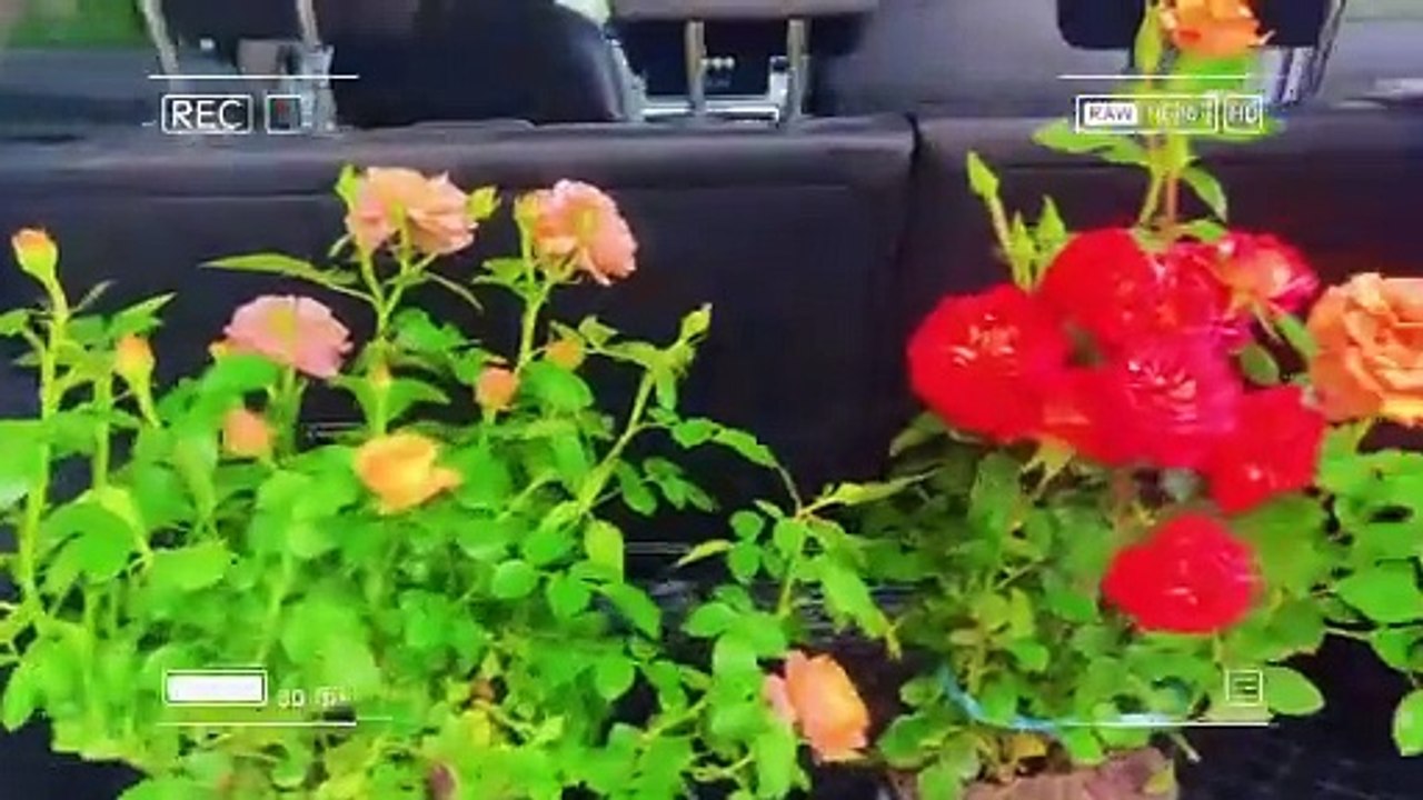 flower─影片 Dailymotion