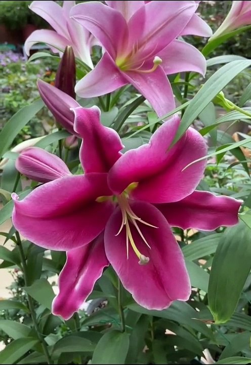 flower─影片 Dailymotion