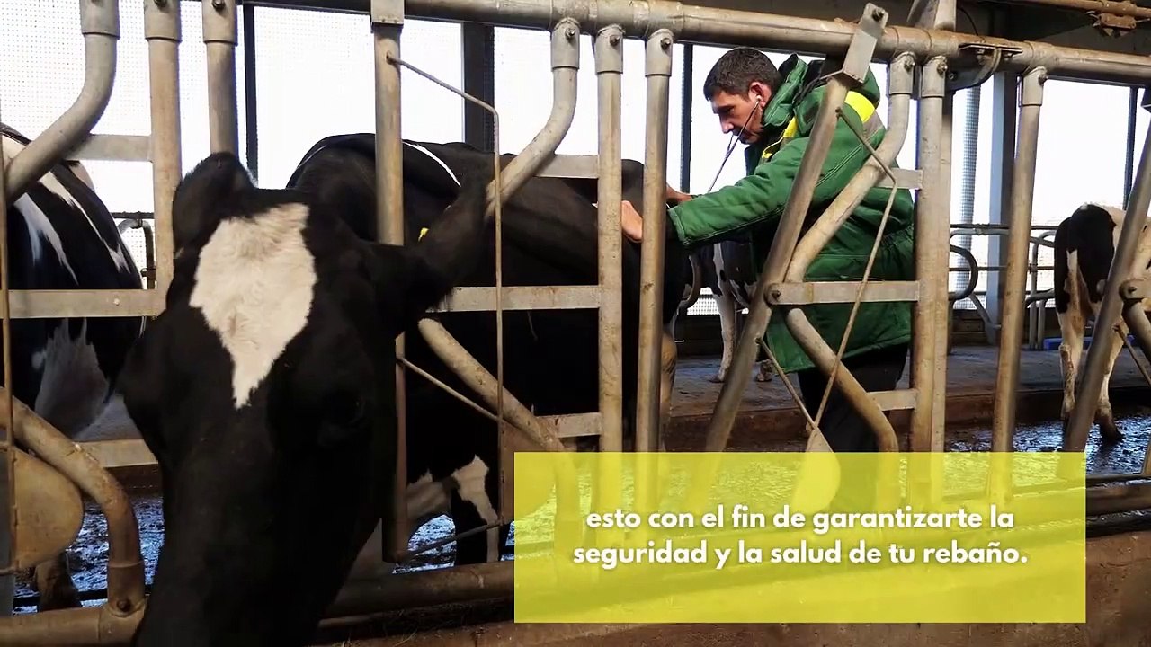 Arete de vaca; más que un número, redefinen la identificación ganadera ...