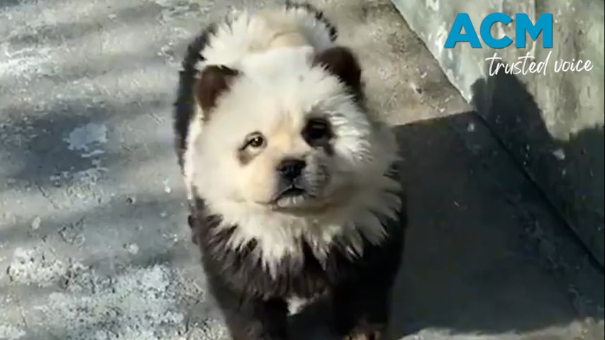 Chinese Zoo dyes chow chow dogs to resemble pandas | Newcastle Herald ...