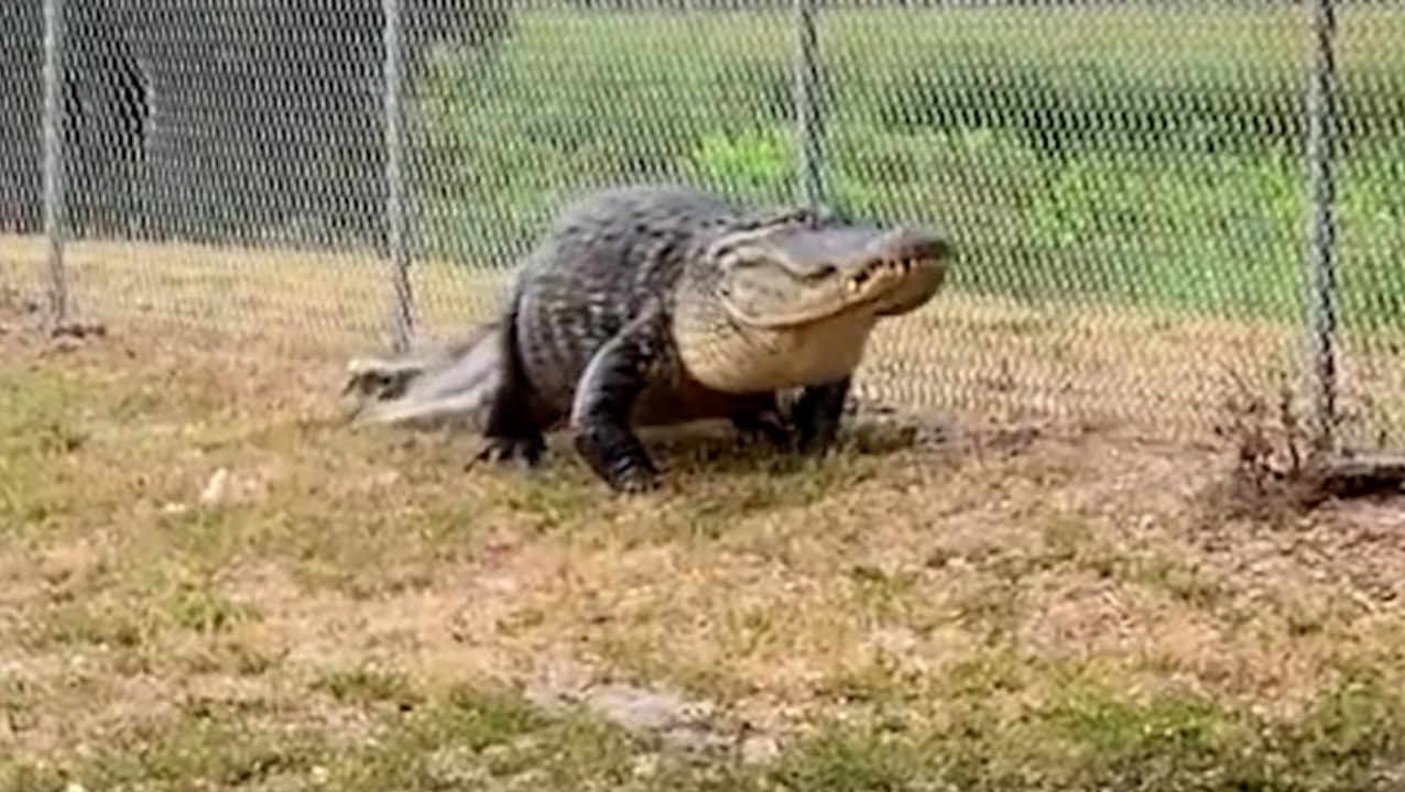 Hissing 12ft-long alligator blocks path to school in Florida - video ...