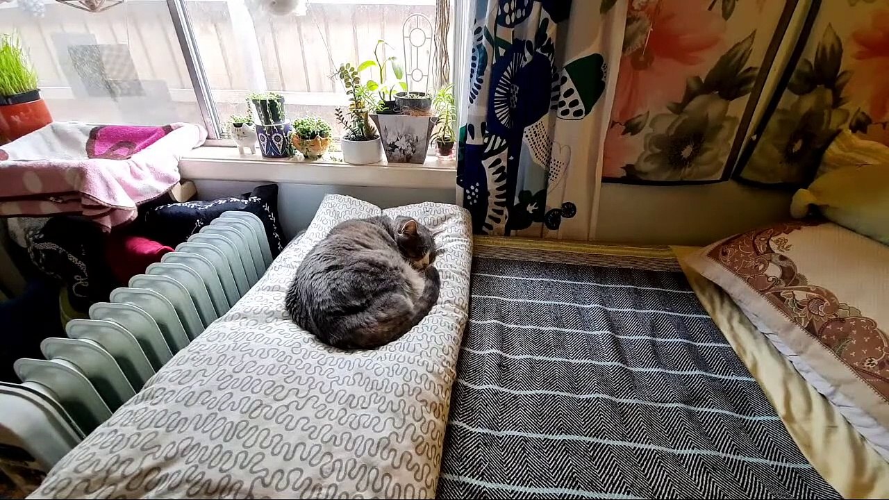 2 hours cat nap on cloudy day no music ASMR natural sound - video ...