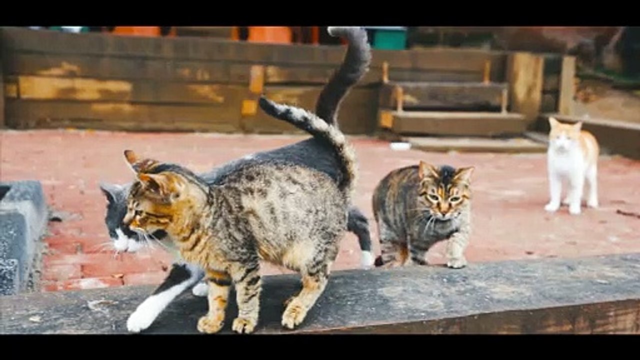 Enciclopedia mundial de gatos - World Encyclopedia of Cats - video ...