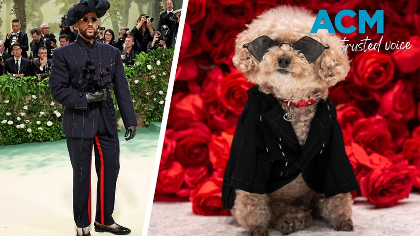 Who wore it best? Dogs step out in style for the 2024 Pet Gala | The ...