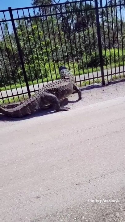 Giant Alligator bends metal fence while forcing its way through - video ...