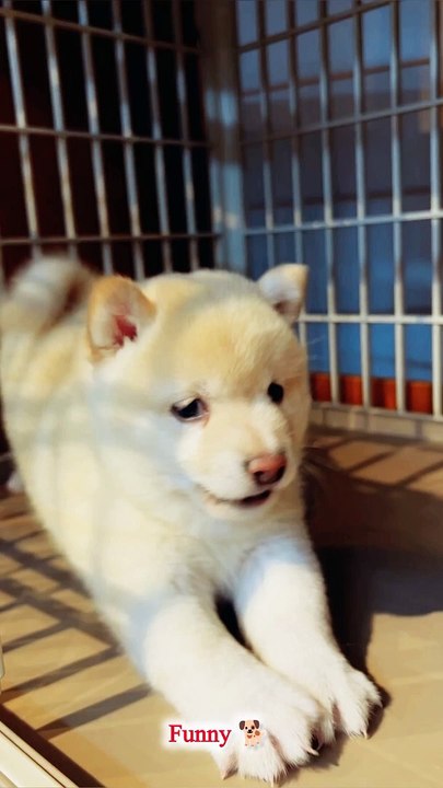 Adorable Puppy Whining in Funny Ways | Funny Dog Tricks puppy whining ...