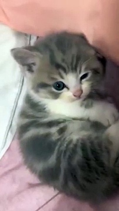 little_princess__#animal_#funnyvideo_#1000subscriber_#1millionviews_# ...