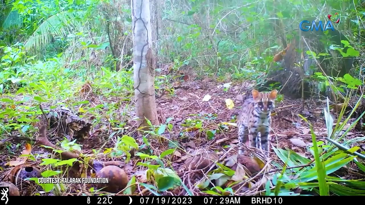 Visayan leopard cats at Visayan warty pigs, paano nga ba nabubuhay ...
