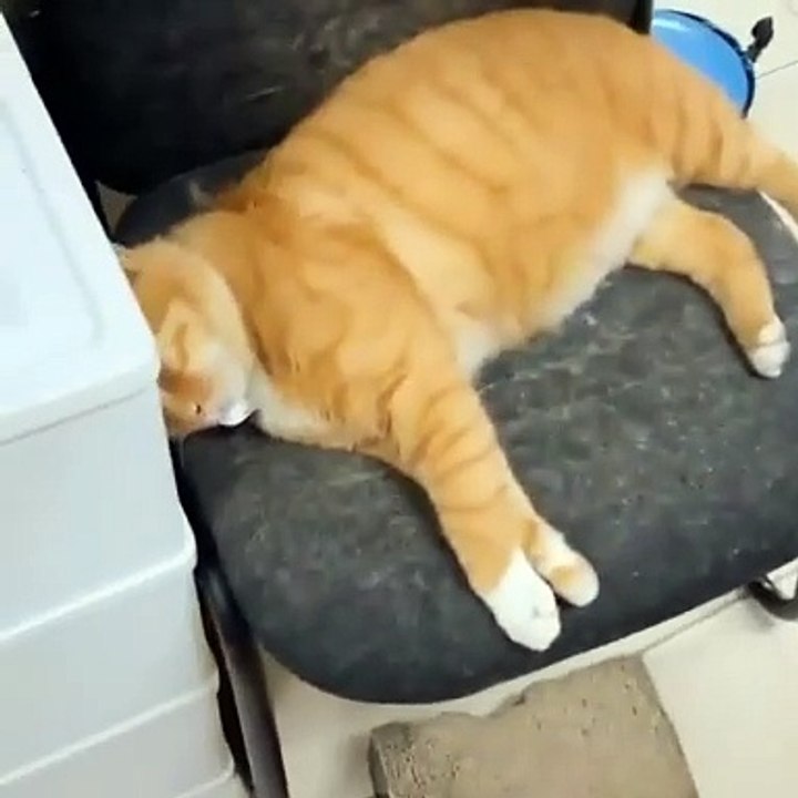 snore cat - video Dailymotion