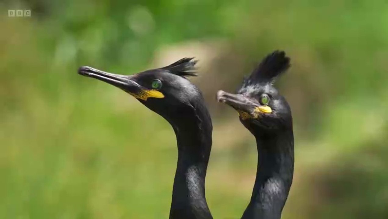 Springwatch 2024 episode 4 - video Dailymotion