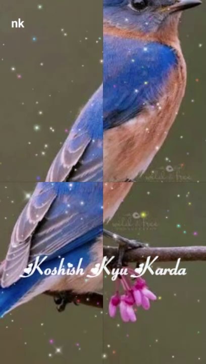 Beautiful birds - video Dailymotion