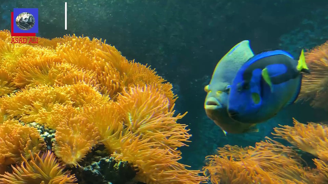 "Deep Dive: Exploring the Colorful World Beneath the Waves"پانی کے اندر ...