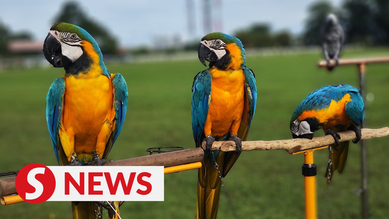 Join parrot owners' association and legalise ownership, urges Perak ...