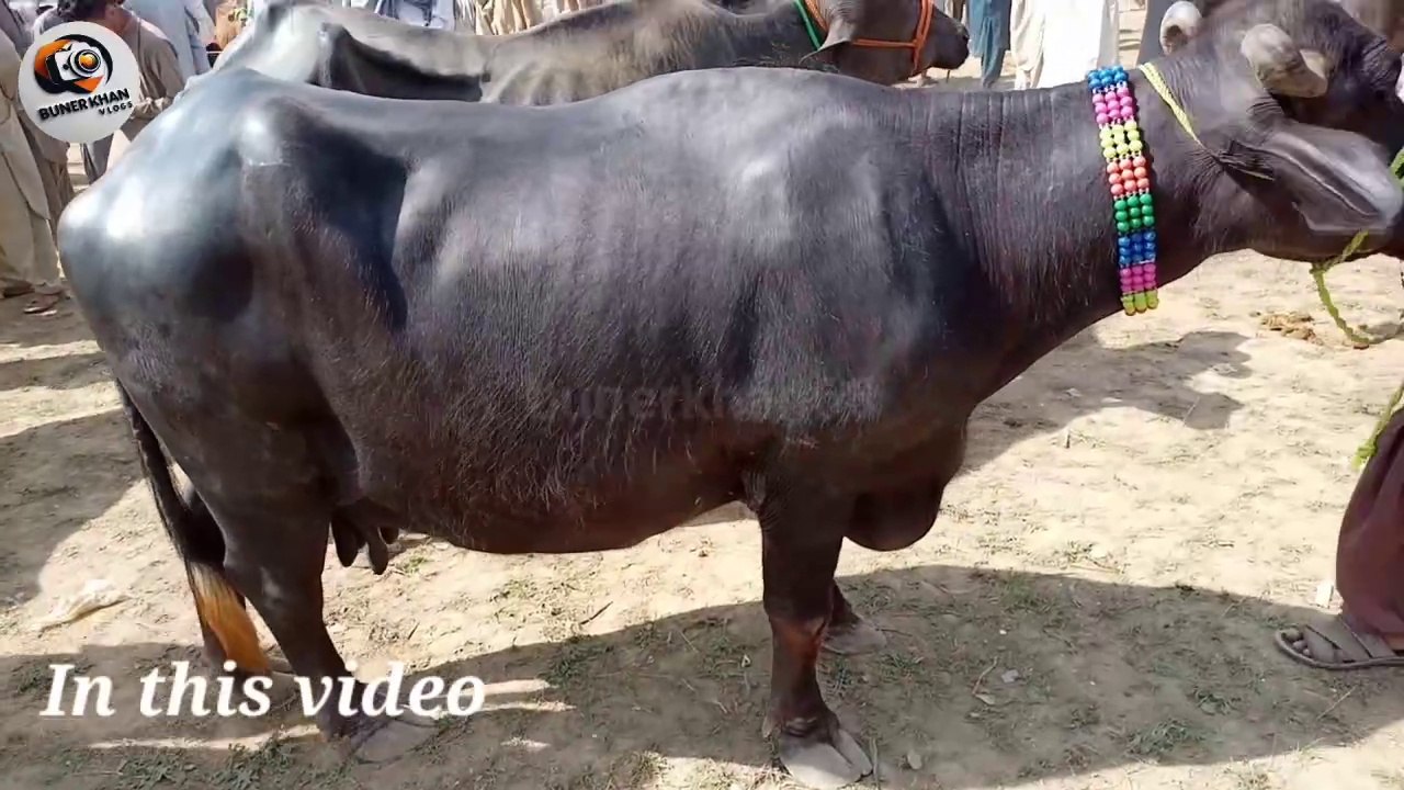 Qurbani 2024 Buffalo 500 kg in just 300k PKR - video Dailymotion