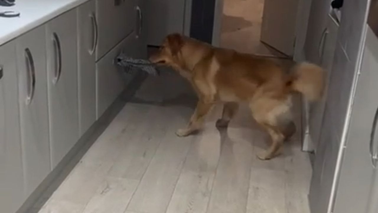 Genius dog knows exactly how to fetch his dad's beer - National Dog Day ...