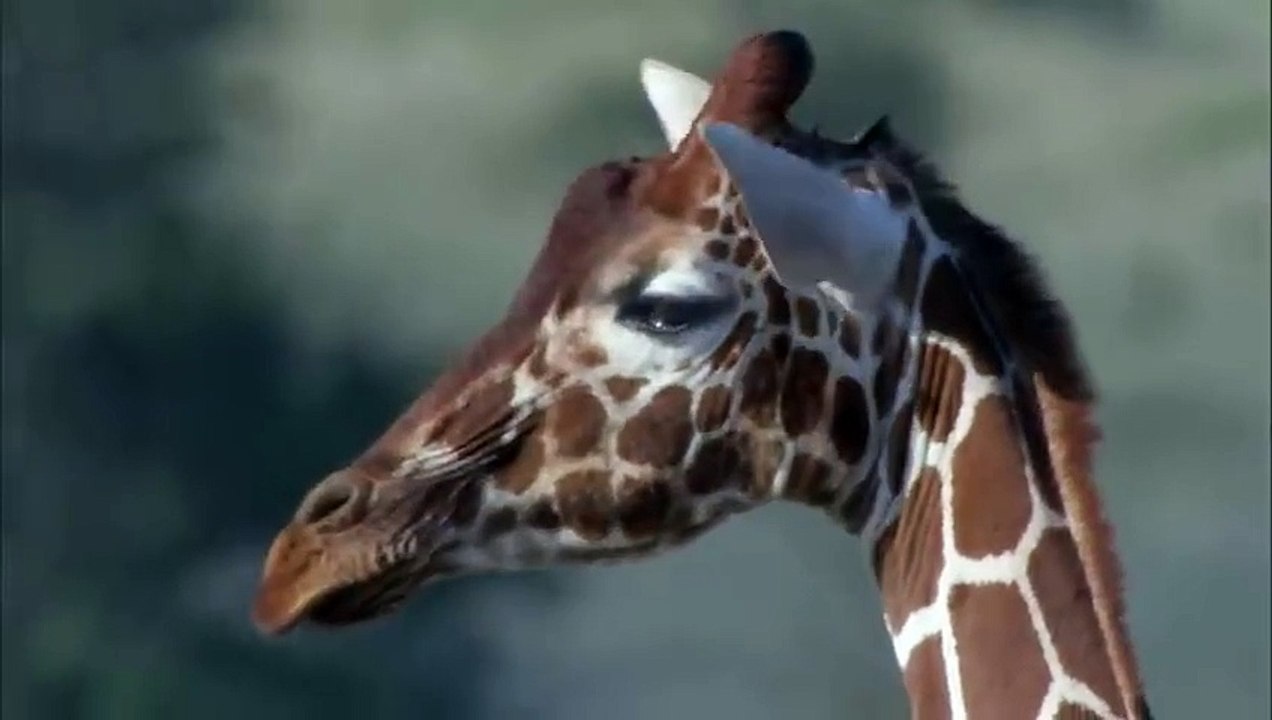 Three_Cheetahs_Vs_Ostrich___Life___BBC_Earth(480p) - video Dailymotion