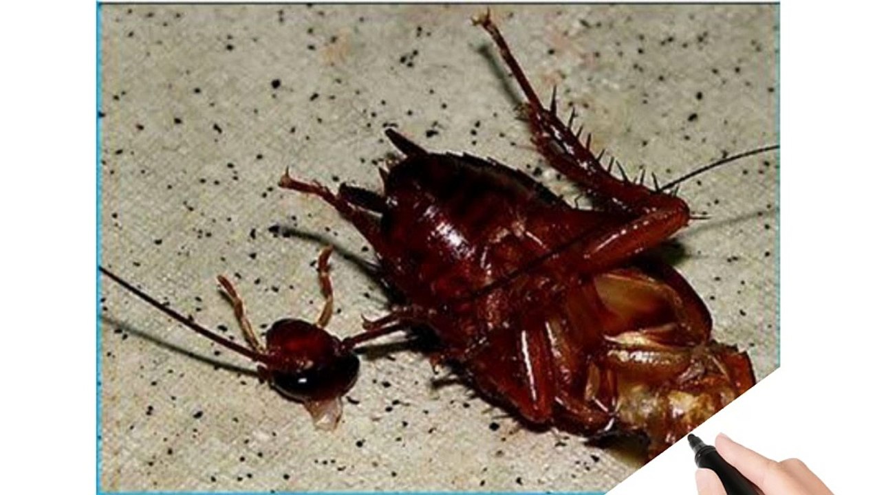 cockroach can live without his head | #short #viral #viralvideo # ...