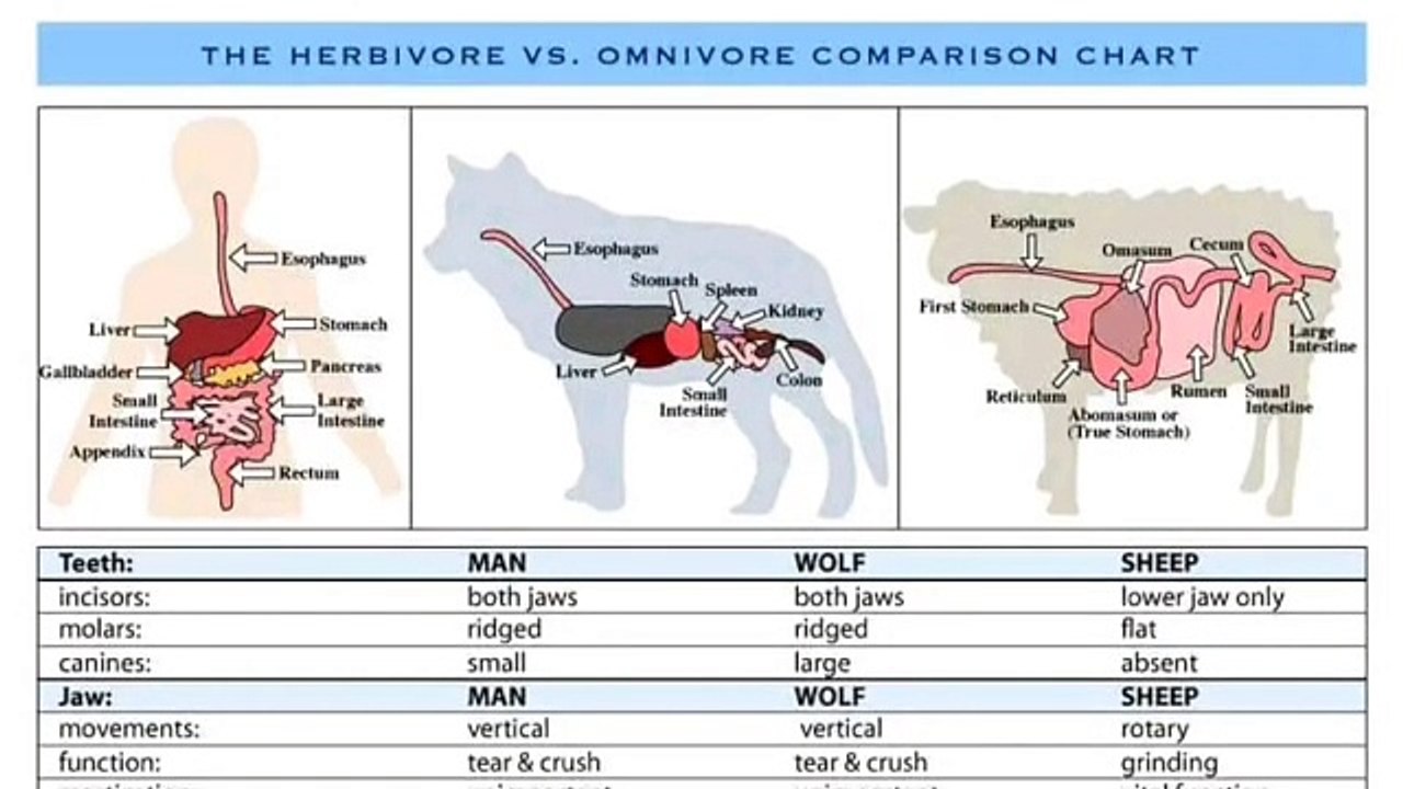Comparisons between carnivores and herbivores - video Dailymotion