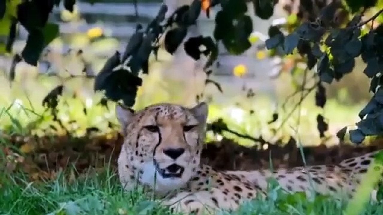 Wild_Life_WildCats - video Dailymotion