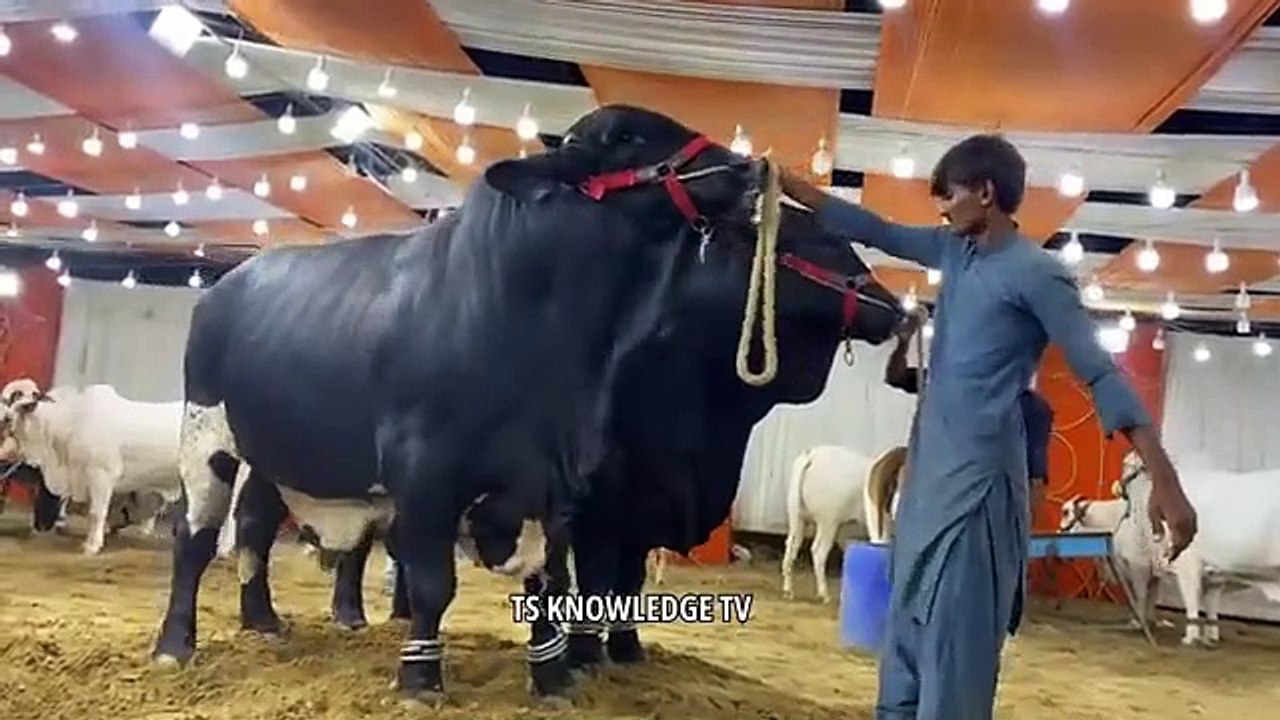 Biggest Black Bulls of 2023 ll Marjan Cattle Farm _cattle _mandi ...