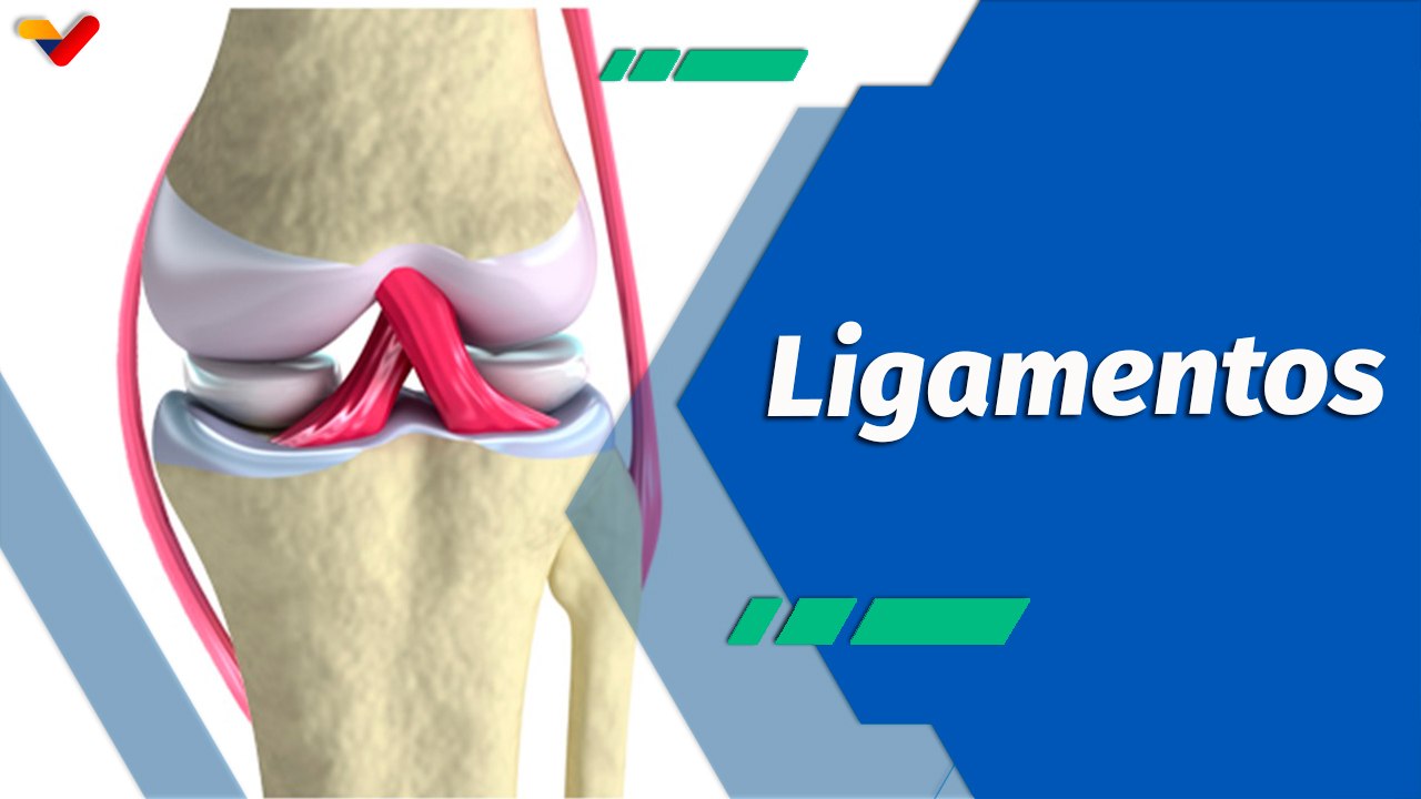 Actitud Saludable | Los ligamentos son la pieza clave para la ...