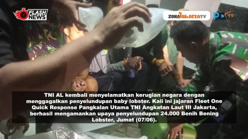 TNI AL GAGALKAN PENYELUNDUPAN 24 RIBU BENIH LOBSTER