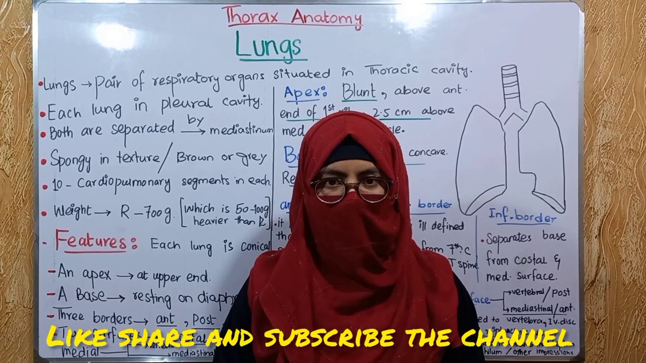 Lungs anatomy part 1 features apex base borders surfaces lobes and ...