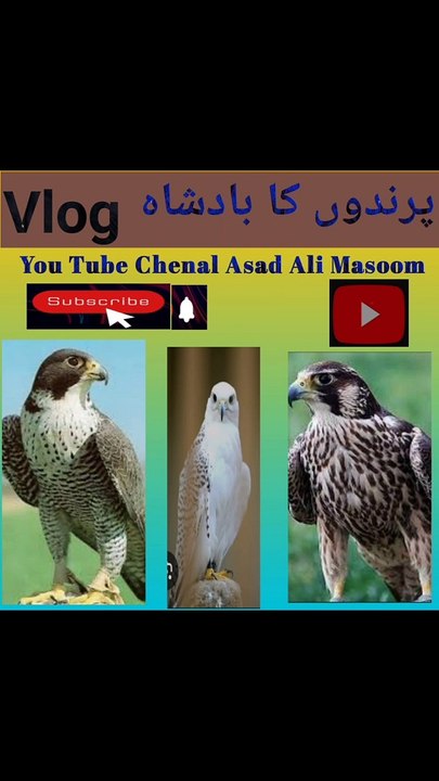 Geast vlog - video Dailymotion