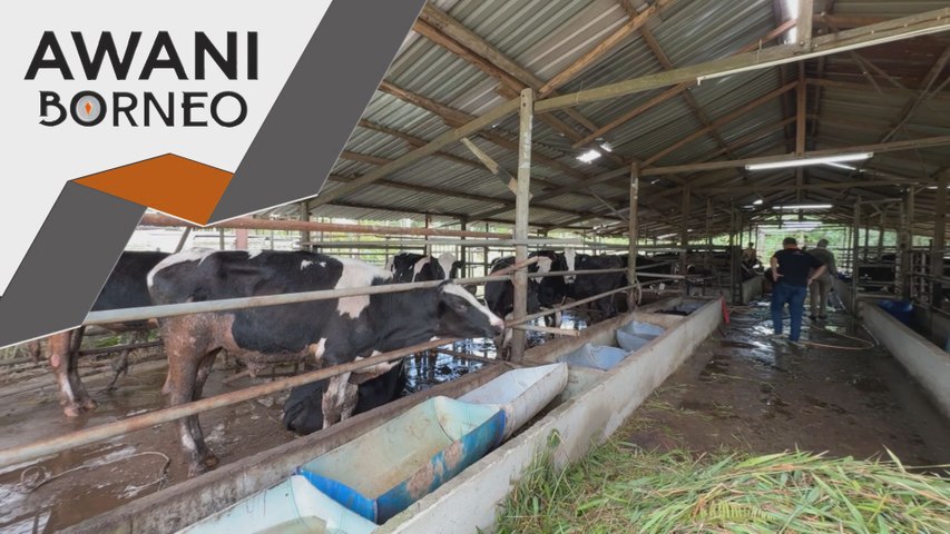 Permintaan haiwan untuk ibadah korban di Kuching tahun ini meningkat ...
