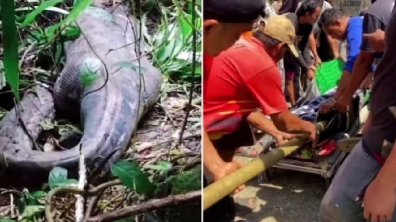 Python Swallowed Whole Woman - video Dailymotion